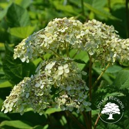 Puishortensia 'Lime Rickey'